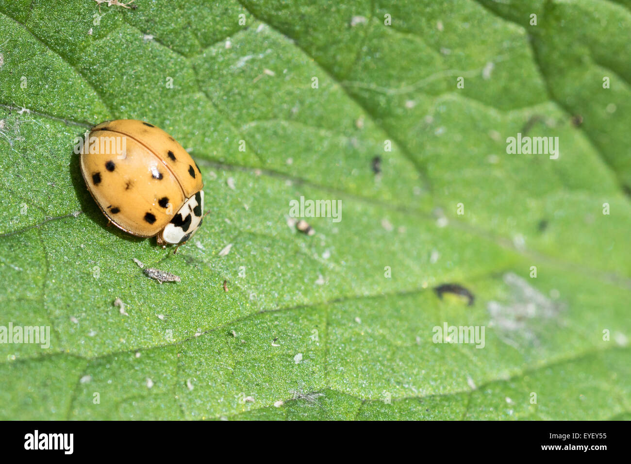 Harlequin Ladybird/ ladybug on a leaf Stock Photo - Alamy
