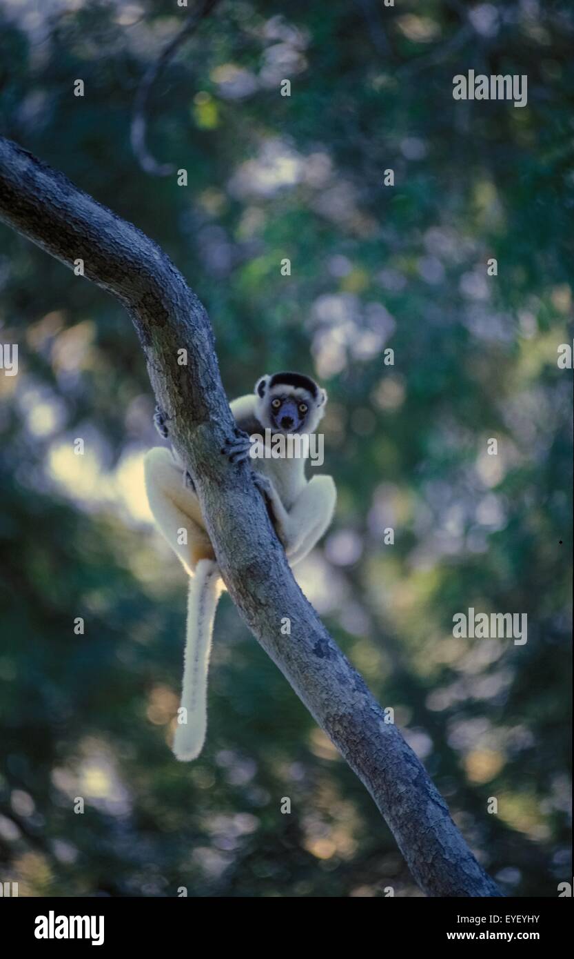 Sifaka lemur madagascar blue sky hi-res stock photography and images ...