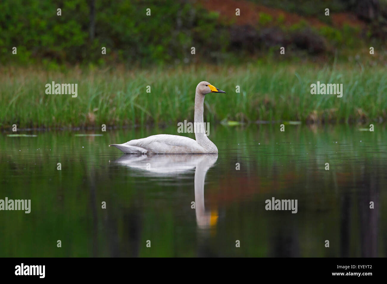 Scandinavia swimming hi-res stock photography and images - Alamy