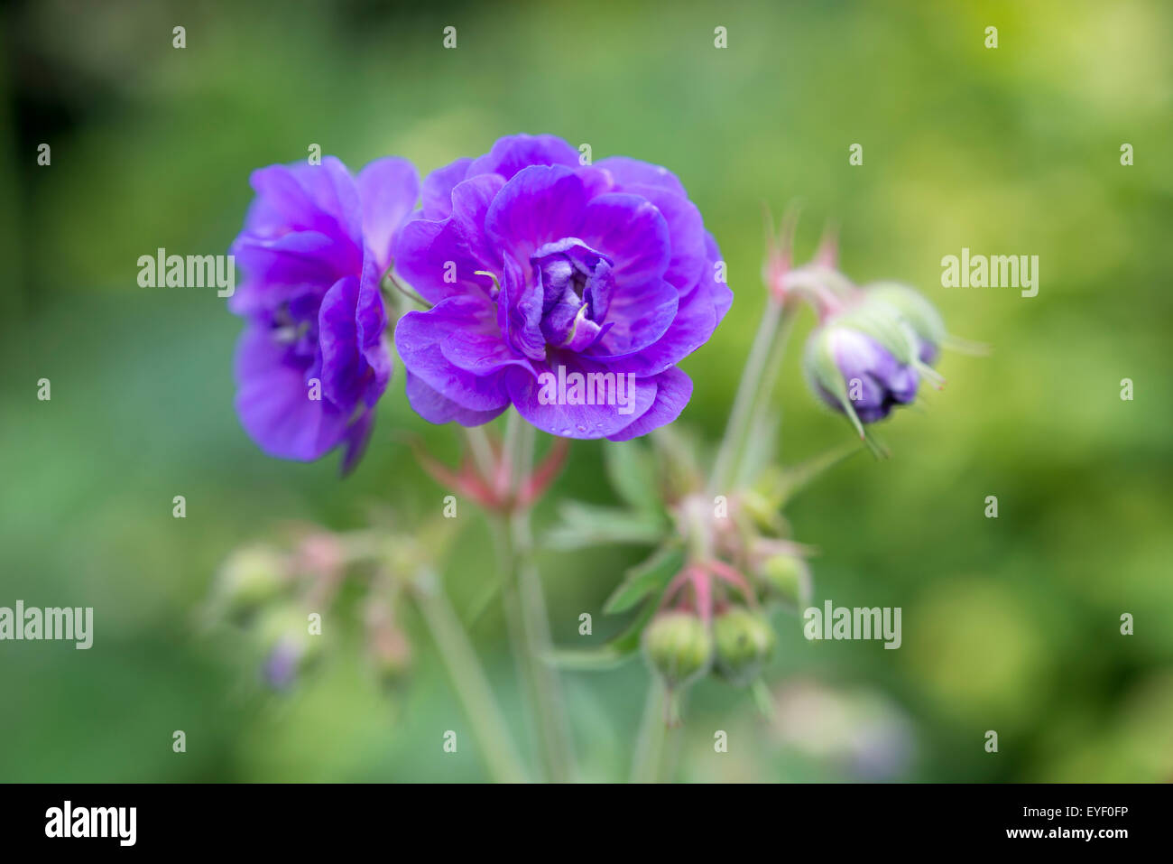 Geranium pratense plenum violaceum. A double flowered cranesbill with ...