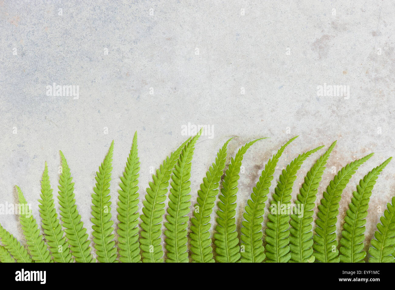 Background with fern Stock Photo - Alamy
