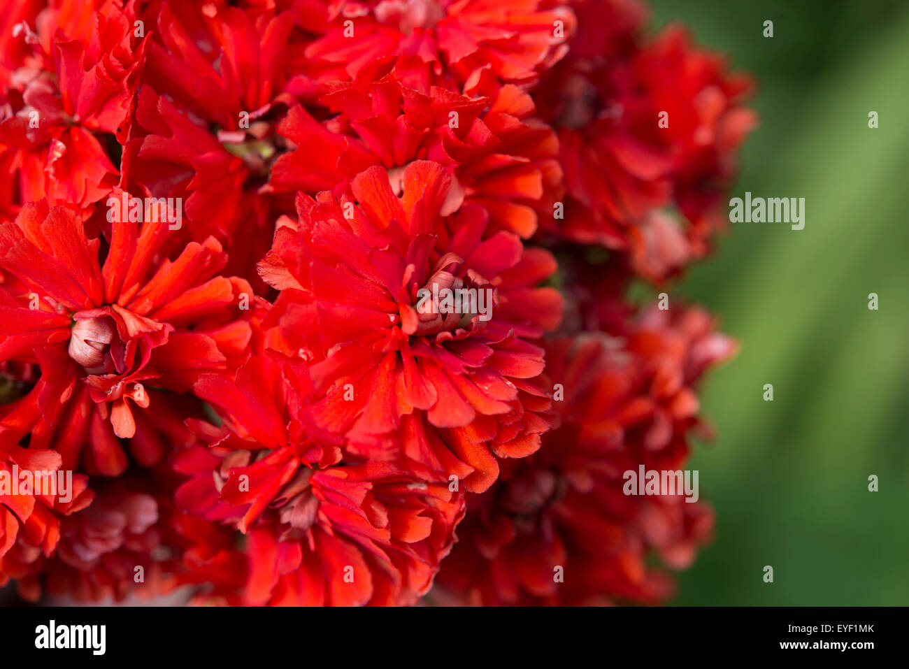 Lychnis Chalcedonica 'flore pleno'. A double flowered red form of a ...
