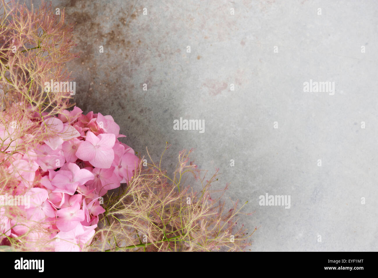 Pink hydrangea and sumac background in soft focus Stock Photo - Alamy