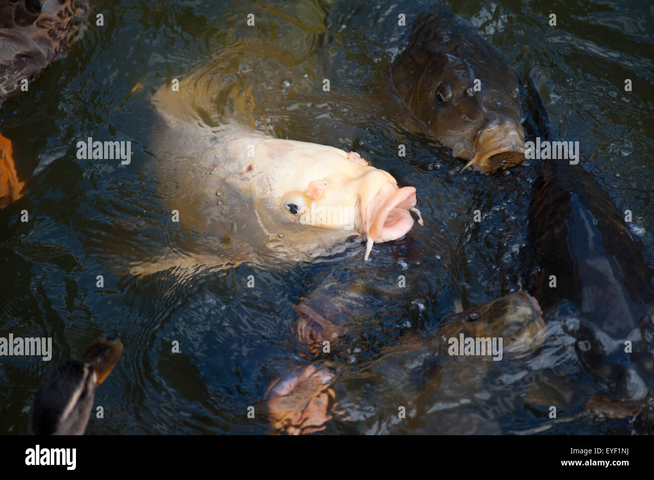 Koi carp in the moat at Bodiam Castle, sussex, england Stock Photo - Alamy