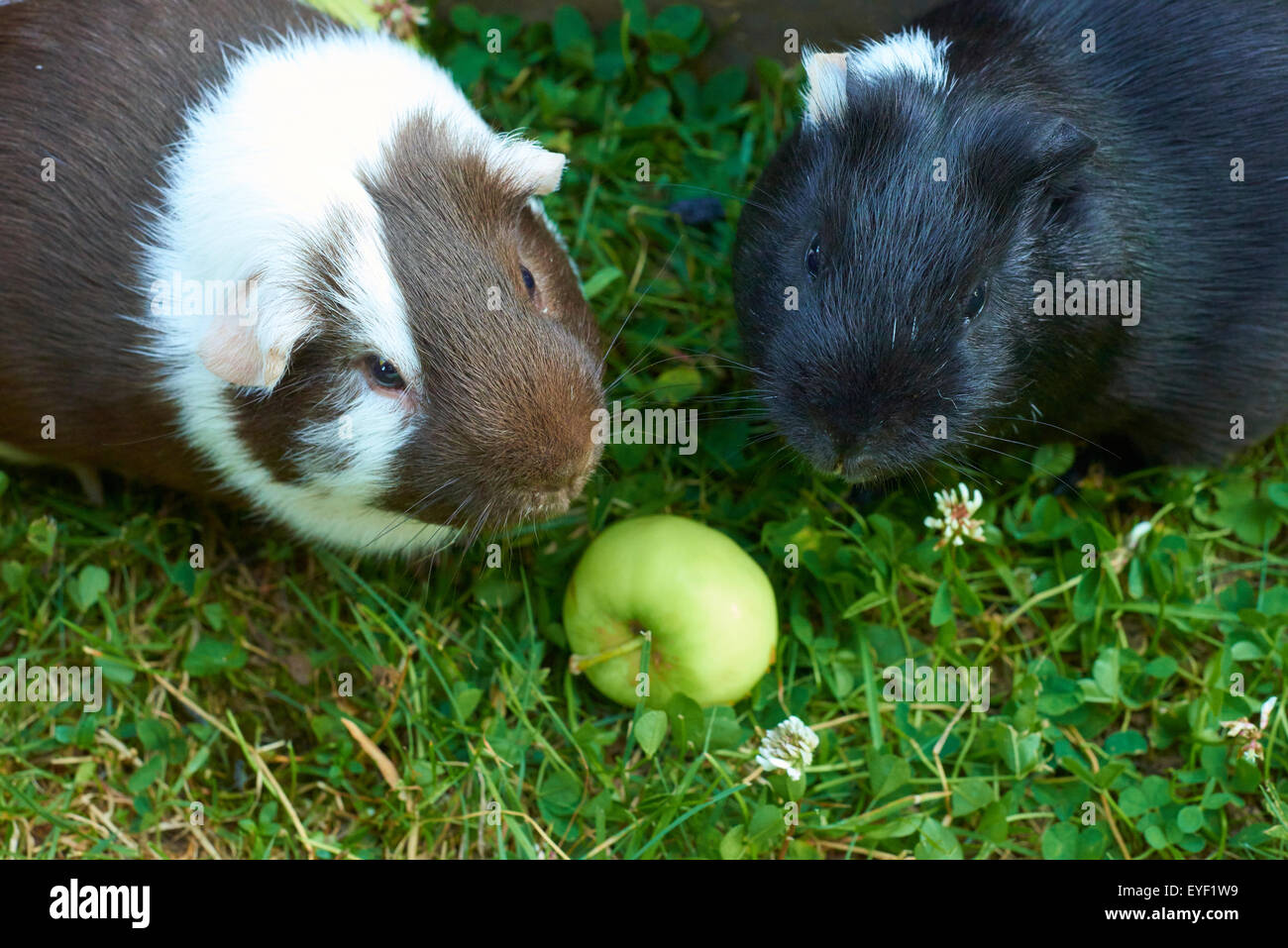 Guinea pig (Cavia porcellus, cavy) in meadow, green grass lawn, pet ...