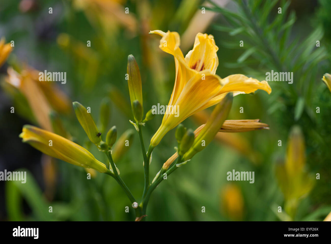 Garden Flowers Amlwch Anglesey North Wales Uk day lily yellow close up ...