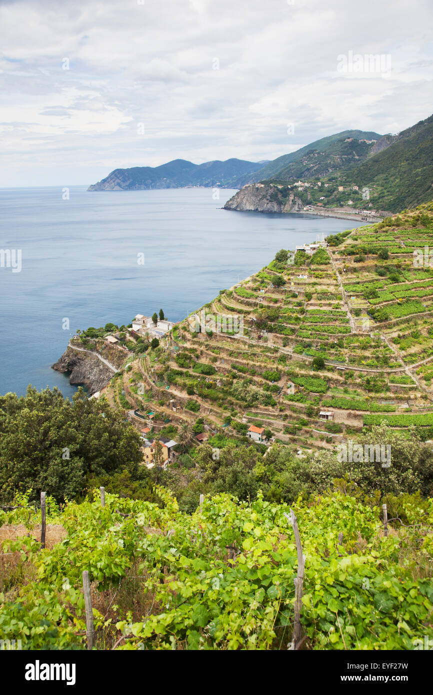 A view of Manarola from above; Manarola, Liguria, Italy Stock Photo - Alamy