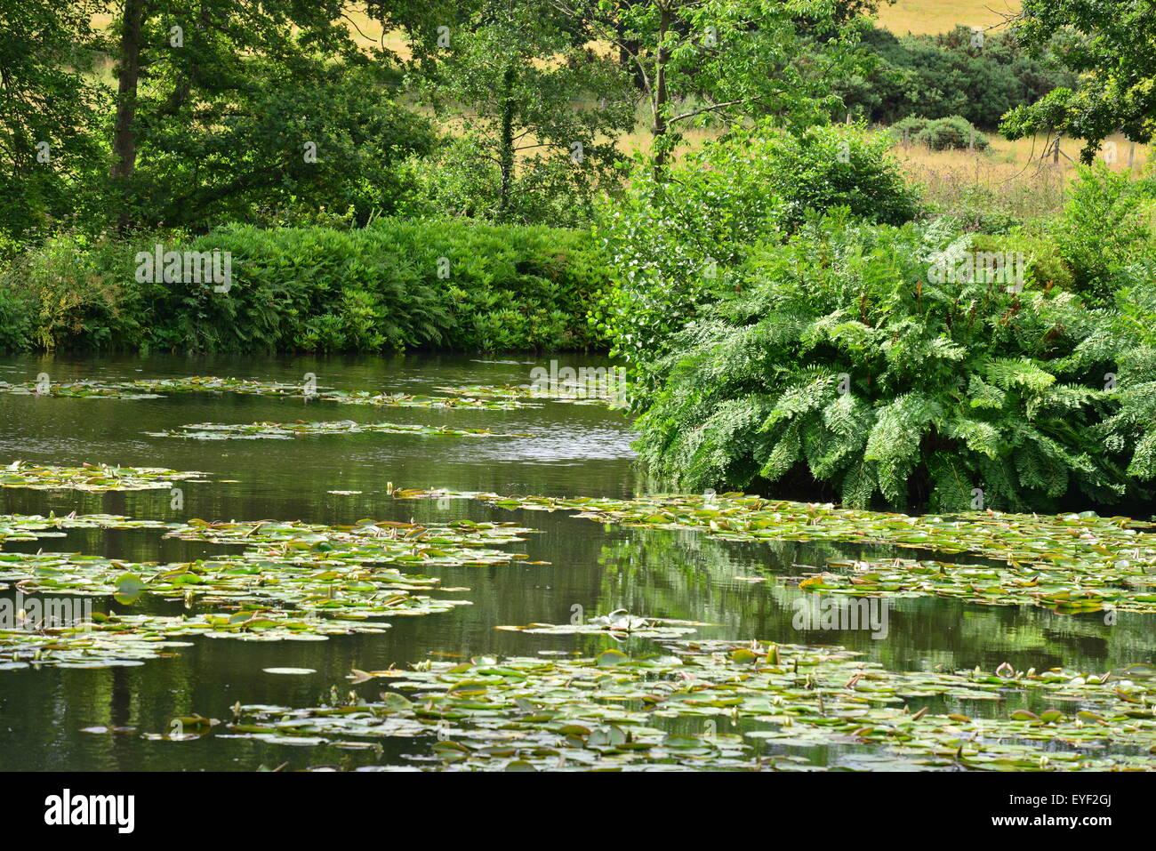 Pond in a back garden england hi-res stock photography and images - Alamy