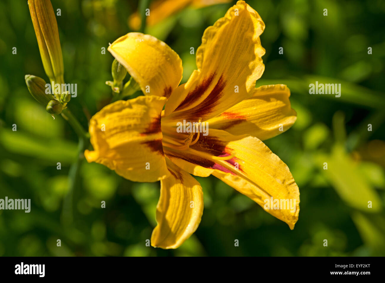 Garden Flowers Amlwch Anglesey North Wales Uk day Lily yellow Stock ...