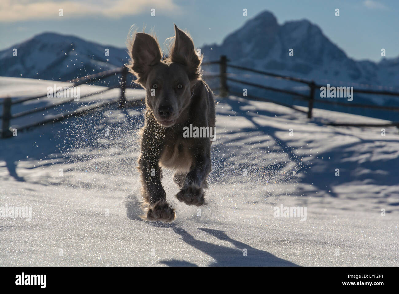 Long-hair Weimaraner, snow, dog, winter, running, Peitler Kofel ...
