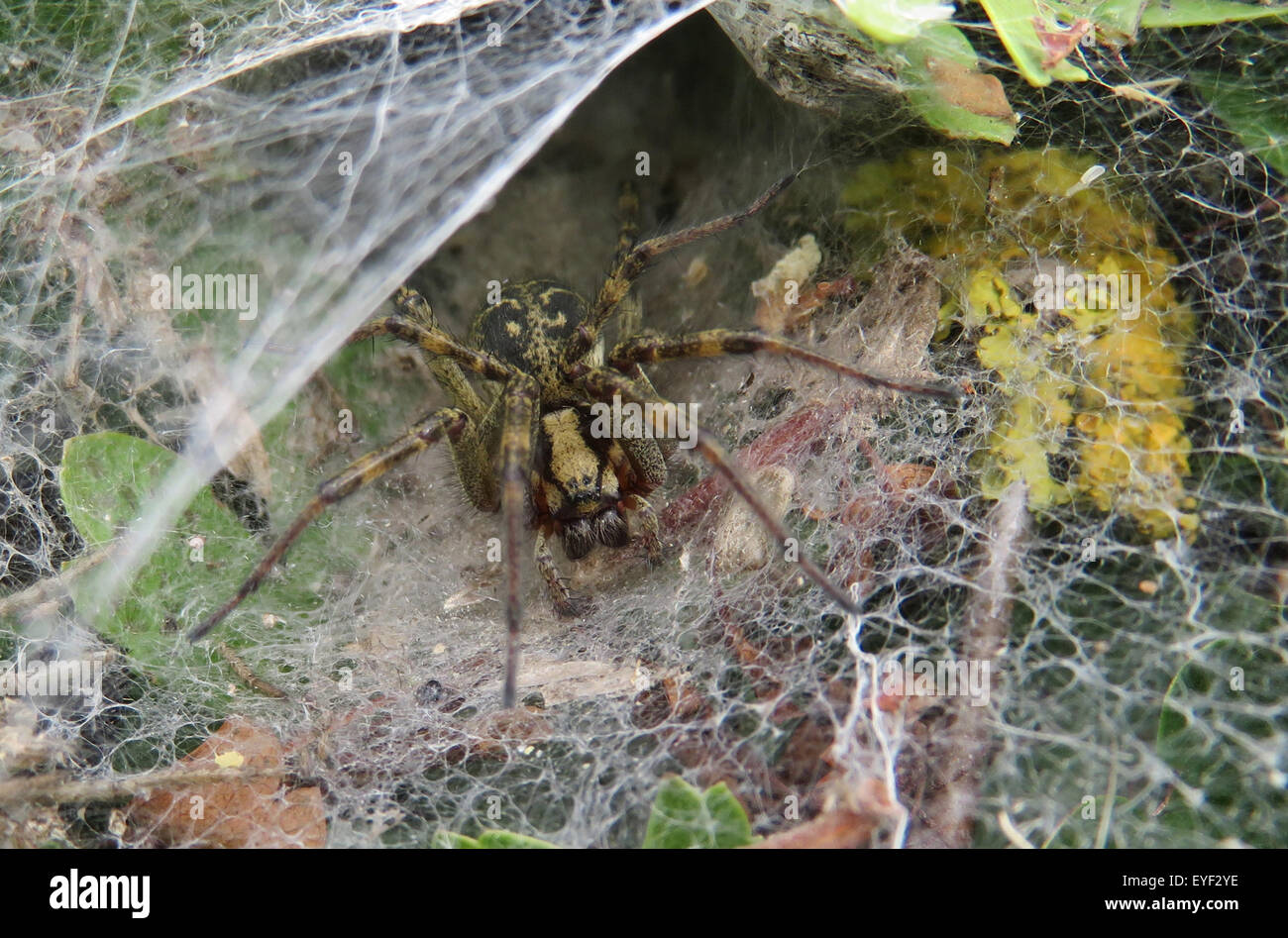 SPIDER Agelena labyrinthica Stock Photo - Alamy