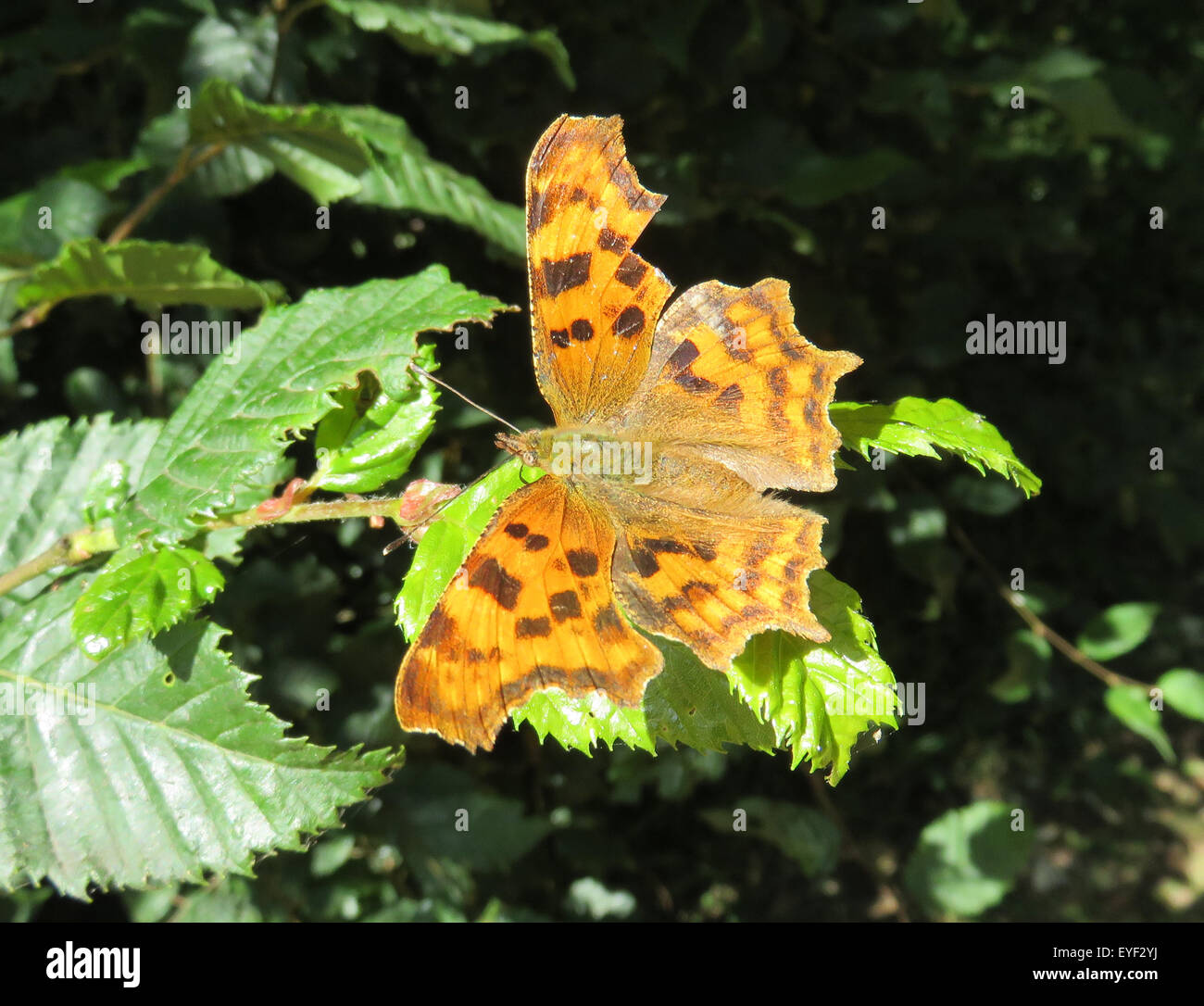 COMMA BUTTERFLY (Polygonia c-album) Photo Tony Gale Stock Photo - Alamy