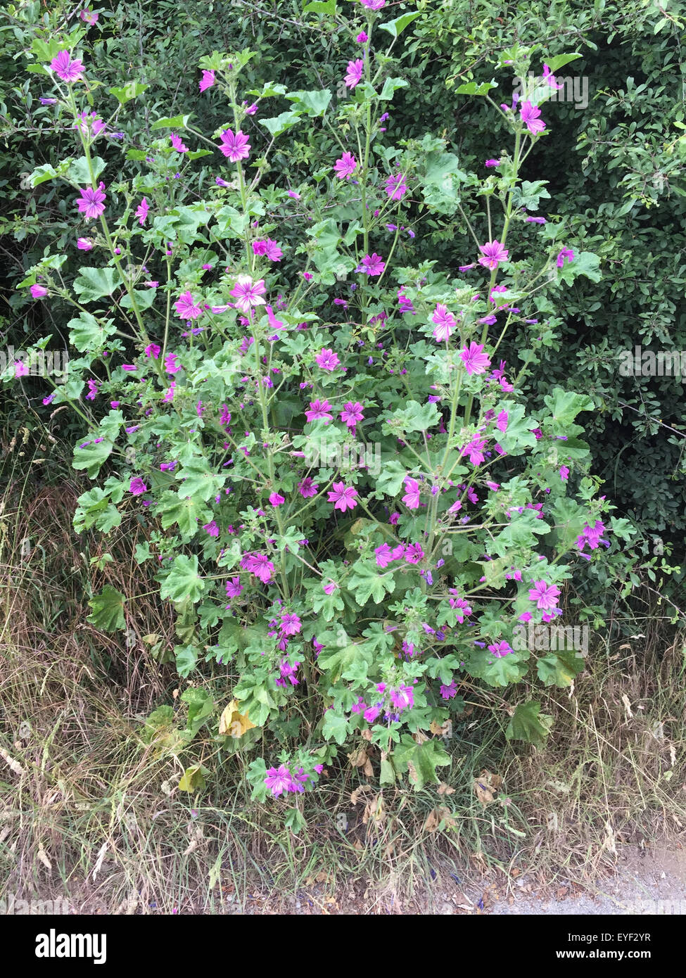 COMMON MALLOW Malva sylvestris. Photo Tony Gale Stock Photo - Alamy