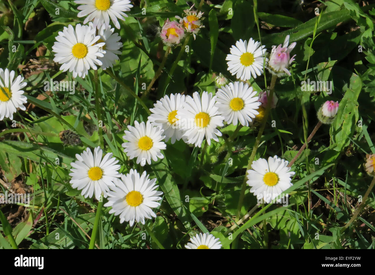 OXETE DAISY Leucanthemum vulgare. Photo Tony Gale Stock Photo - Alamy