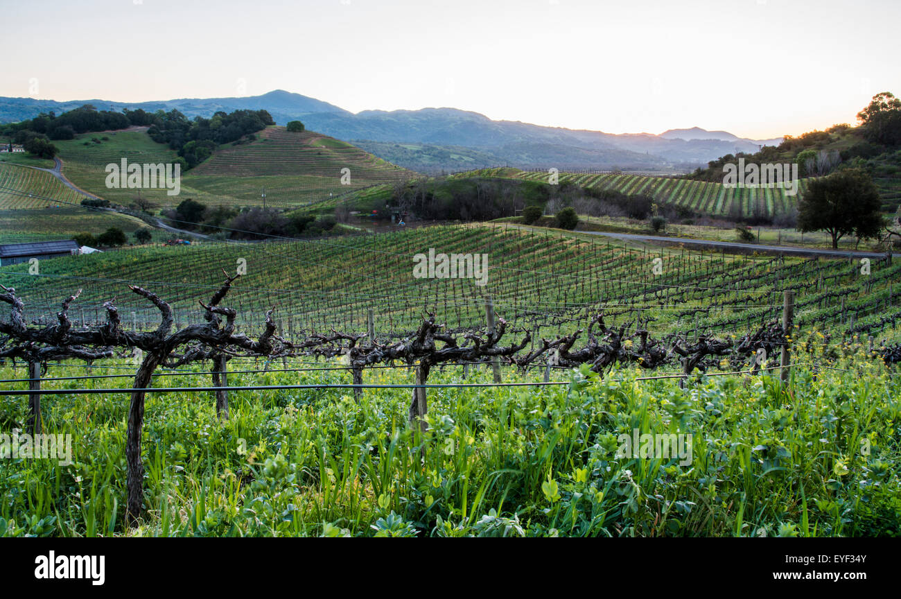 Hillside Vineyards High Resolution Stock Photography and Images - Alamy