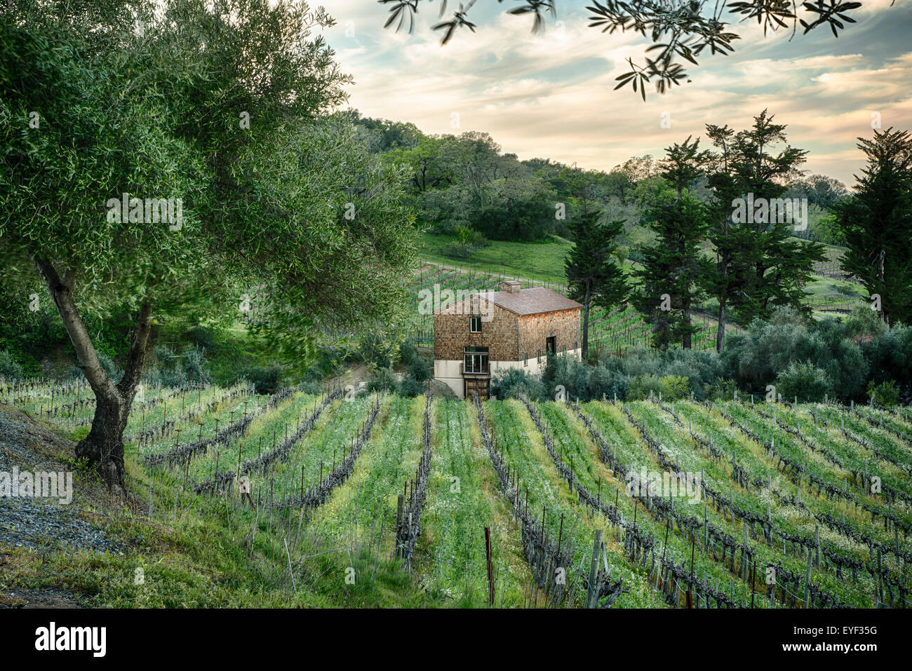 California rows hi-res stock photography and images - Alamy
