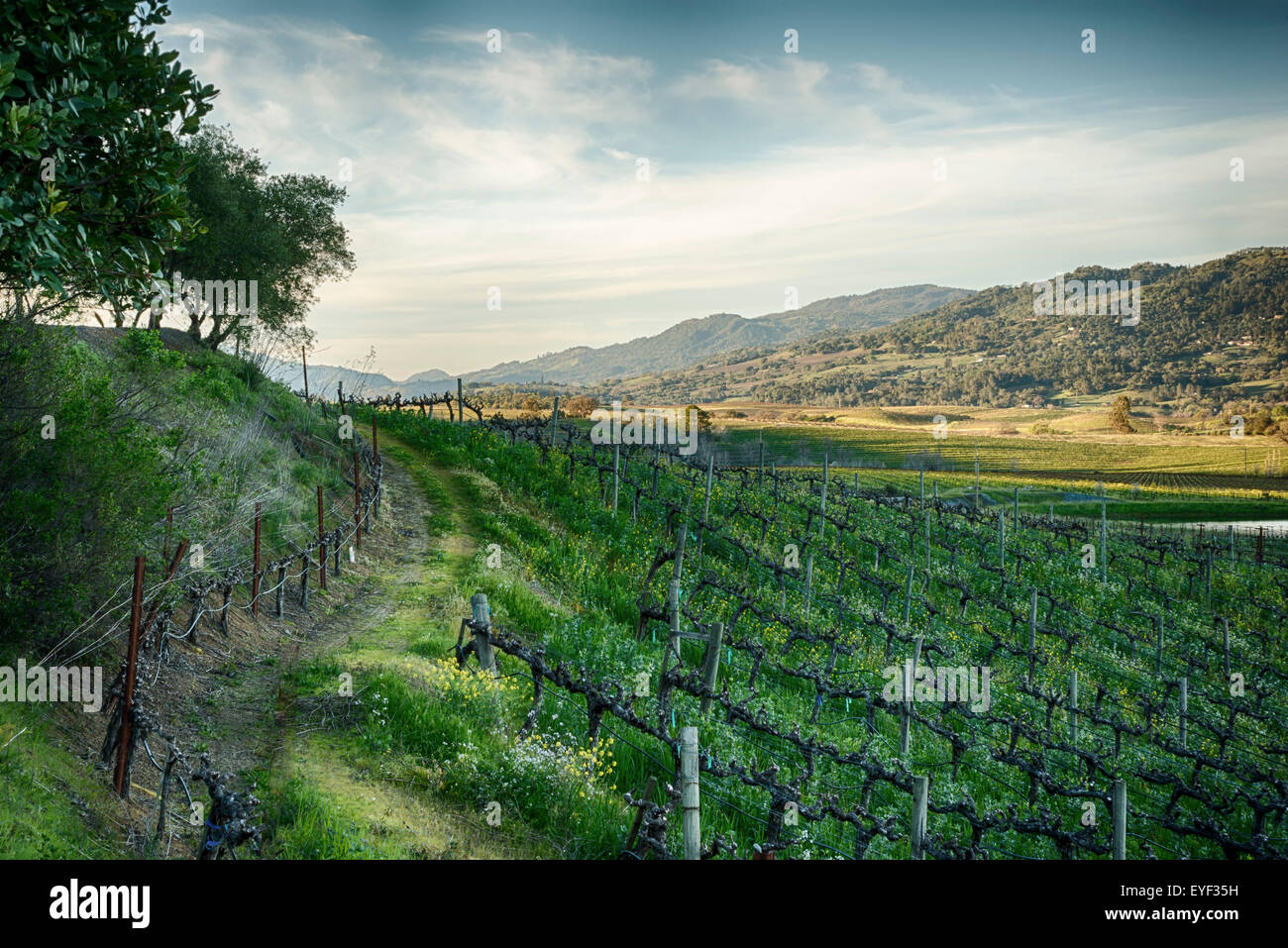 Vineyard and road hi-res stock photography and images - Alamy