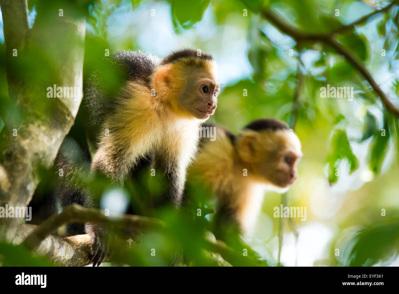 A pair of white face capuchin monkey babies playing Stock Photo - Alamy