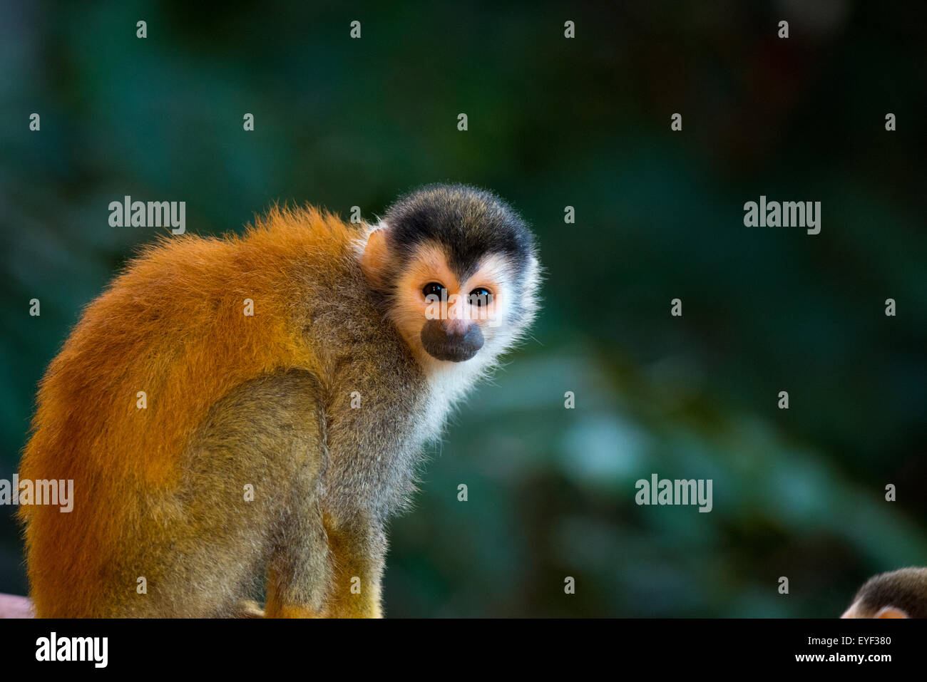 Monkey side view hi-res stock photography and images - Alamy