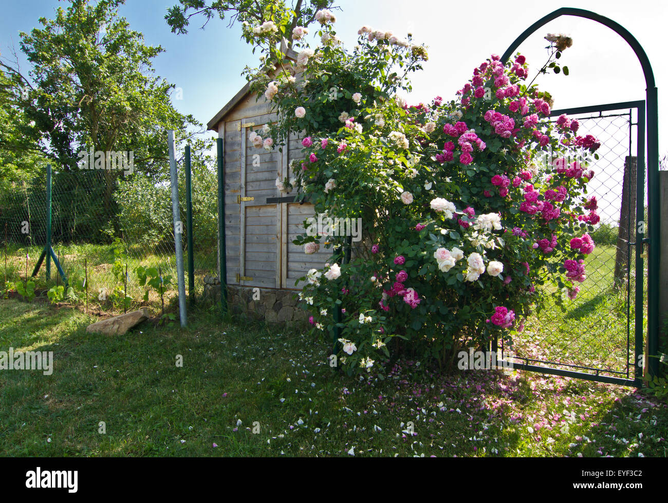 White rambling climbing rose roses hi-res stock photography and images ...