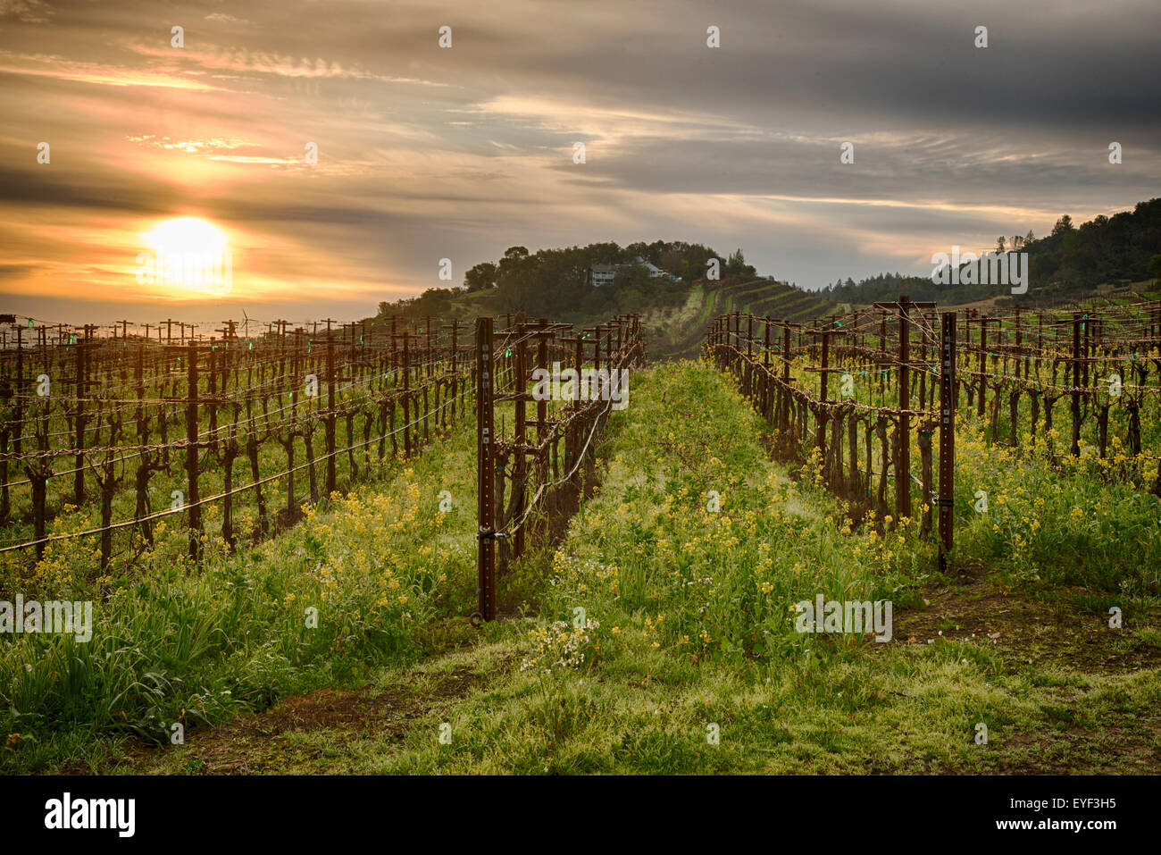 Beaming Sun High Resolution Stock Photography and Images - Alamy