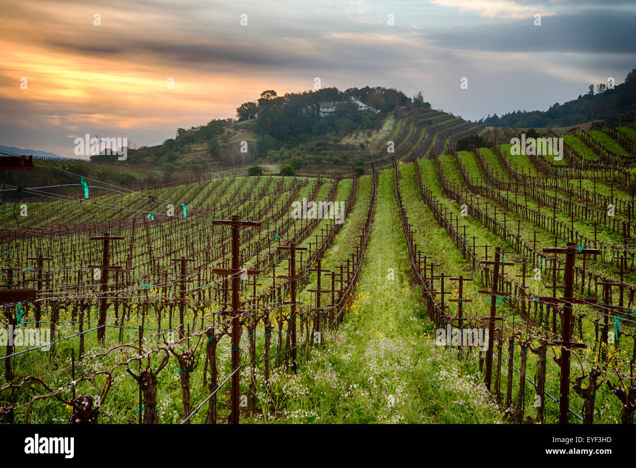 Sunrise over gorgeous California Vineyards Stock Photo - Alamy