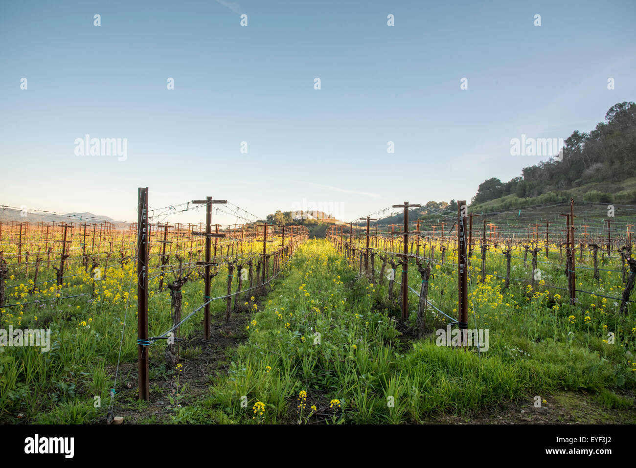 Sunrise over California Vineyards Stock Photo - Alamy