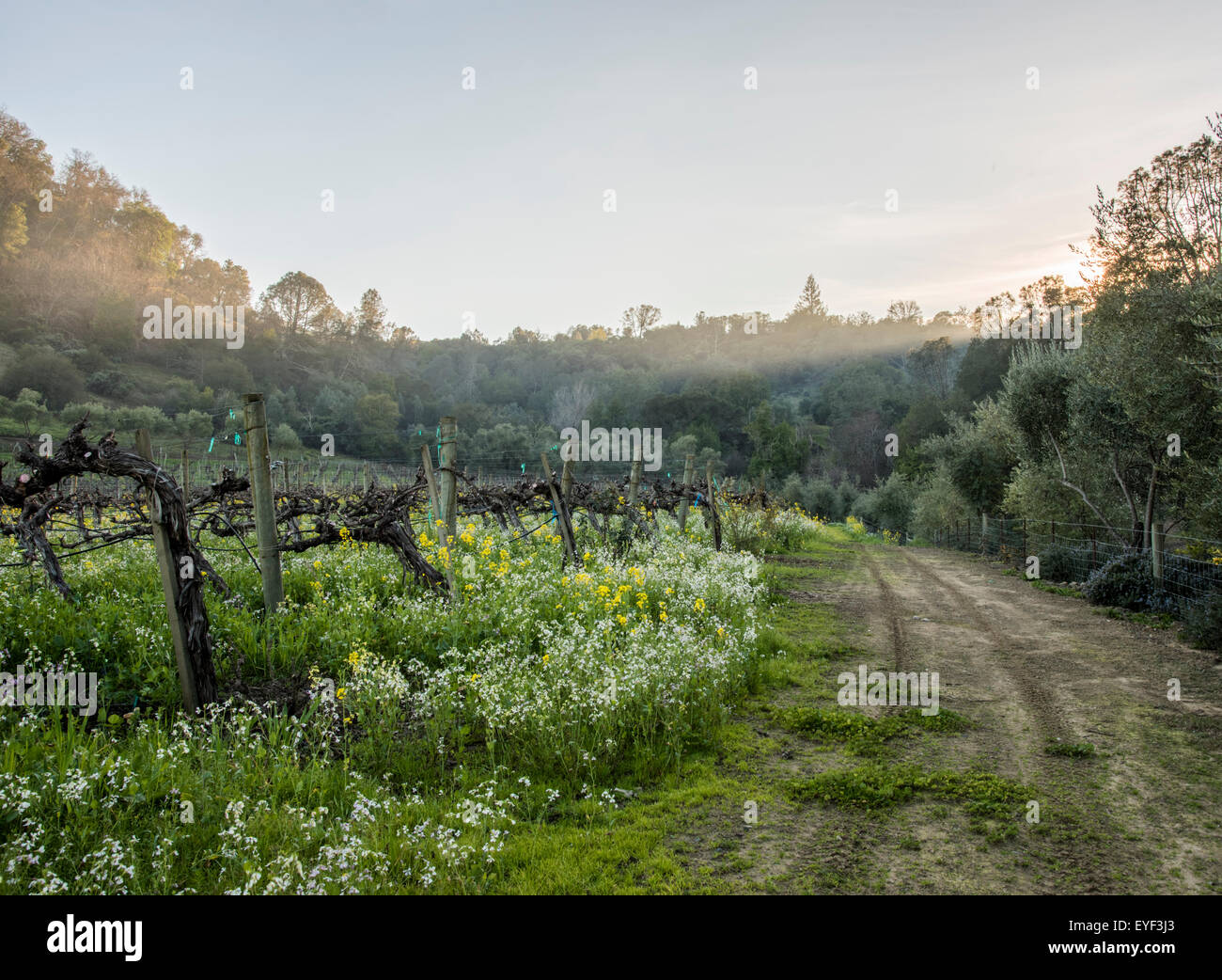 Vineyard and road hi-res stock photography and images - Alamy