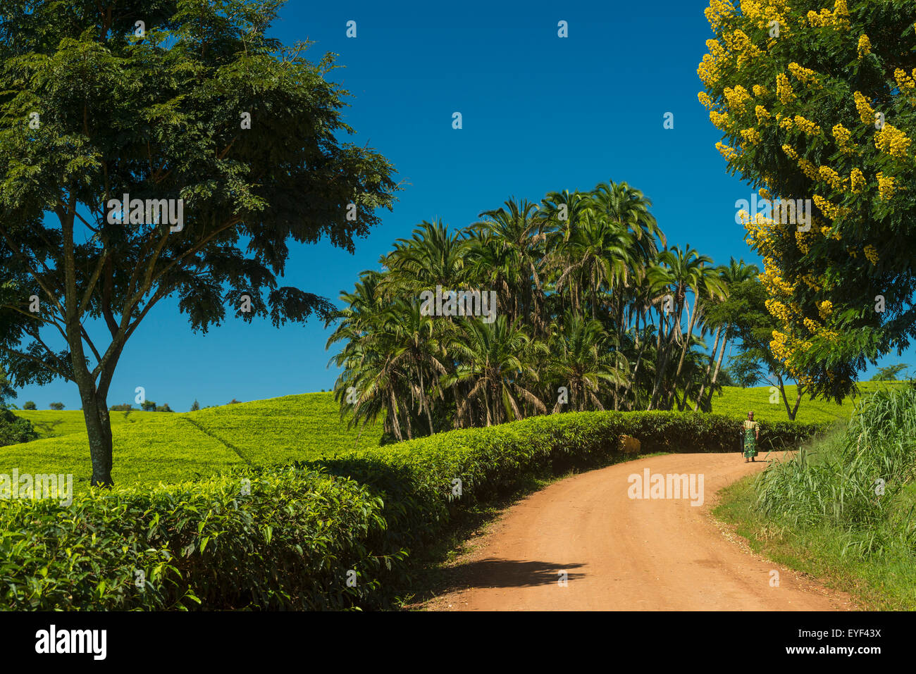 Woman walking down path past fields of tea bushes and a Winter Cassia ...