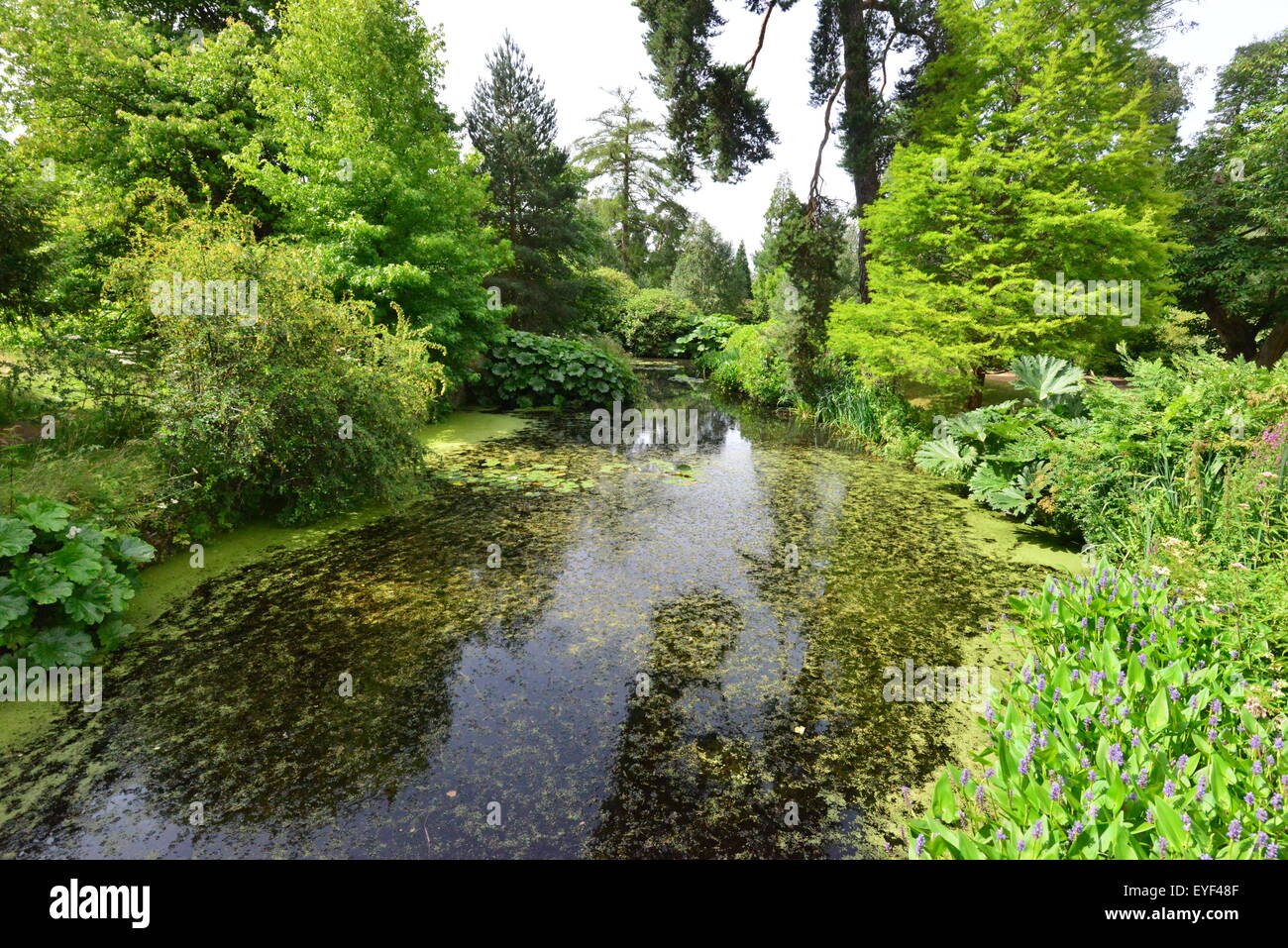A large pond at Scotney castle in kent, England Stock Photo - Alamy