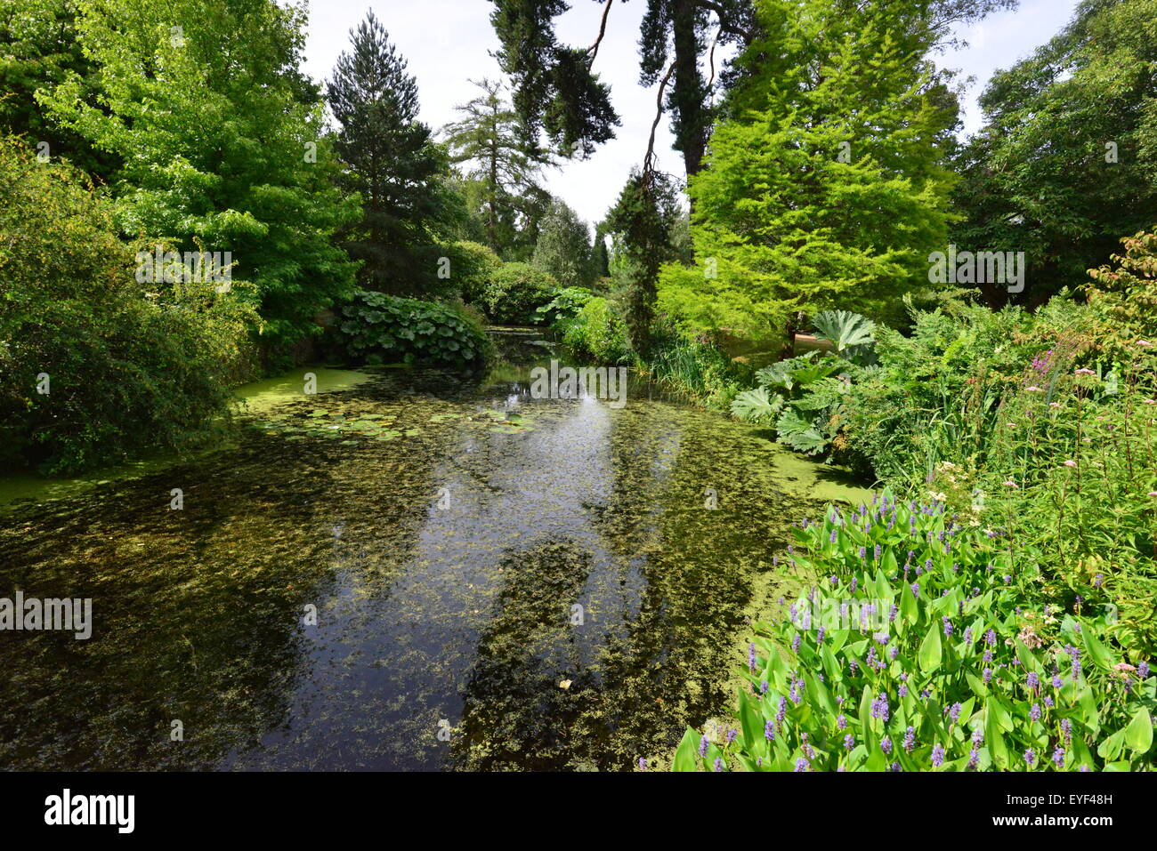 A large pond at Scotney castle in kent, England Stock Photo - Alamy