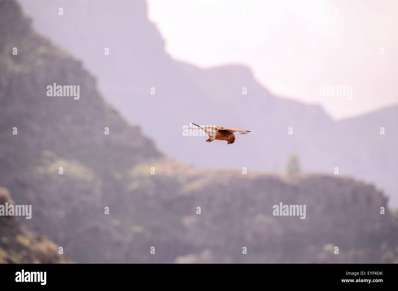 Common Kestrel Hawk Bird Stock Photo - Alamy