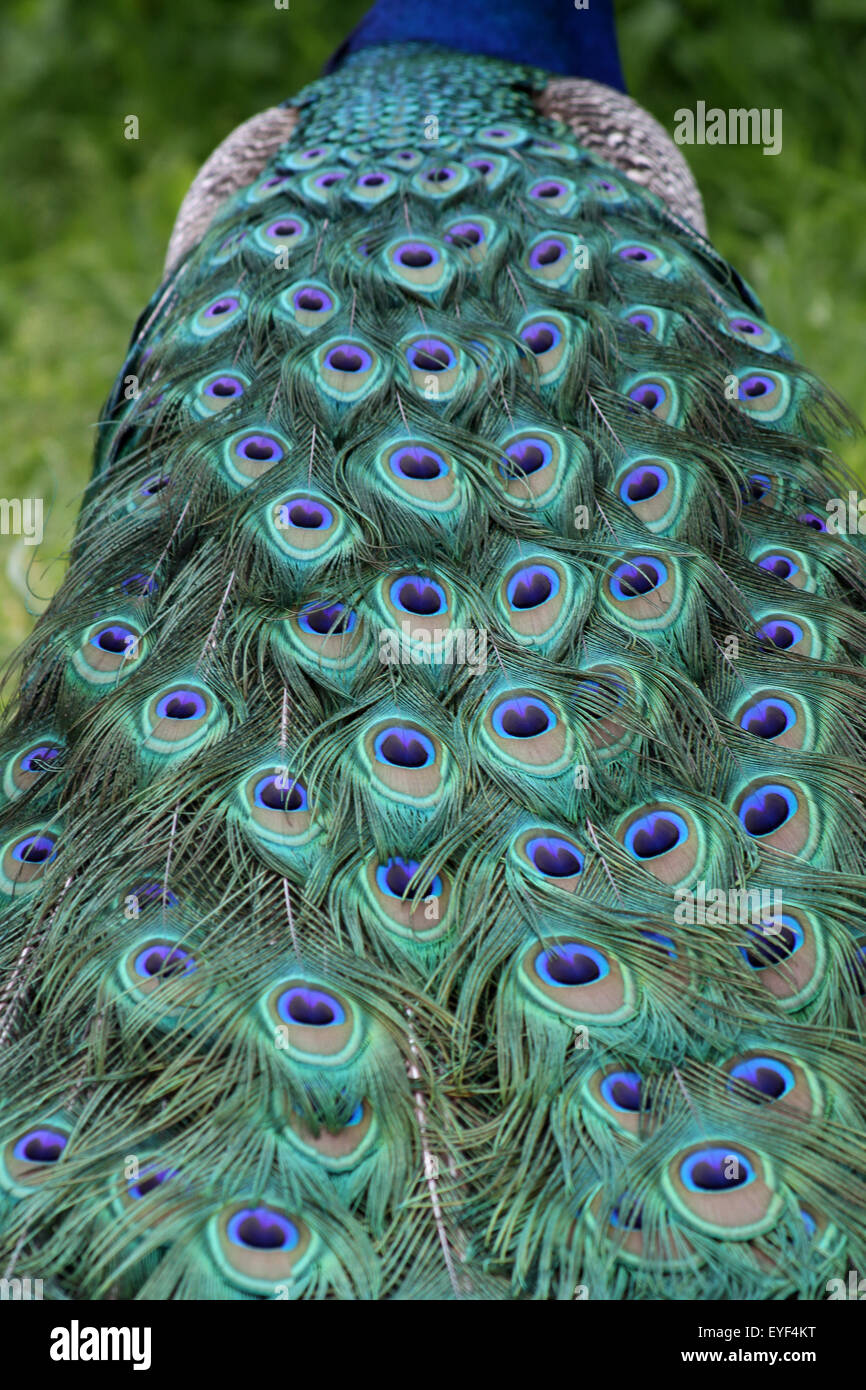 Back of peacock hi-res stock photography and images - Alamy