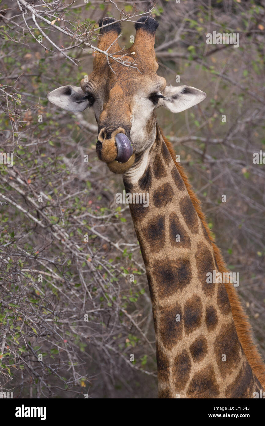 Giraffe nose hi-res stock photography and images - Alamy