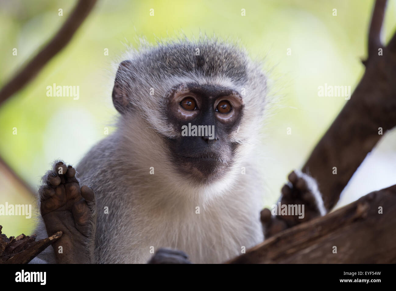 A vervet monkey waves its hands around in a tree in Kruger National ...