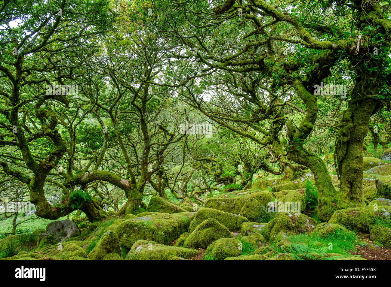 Wistman's Wood, a high-altitude oakwood (Quercus robur), near Two ...