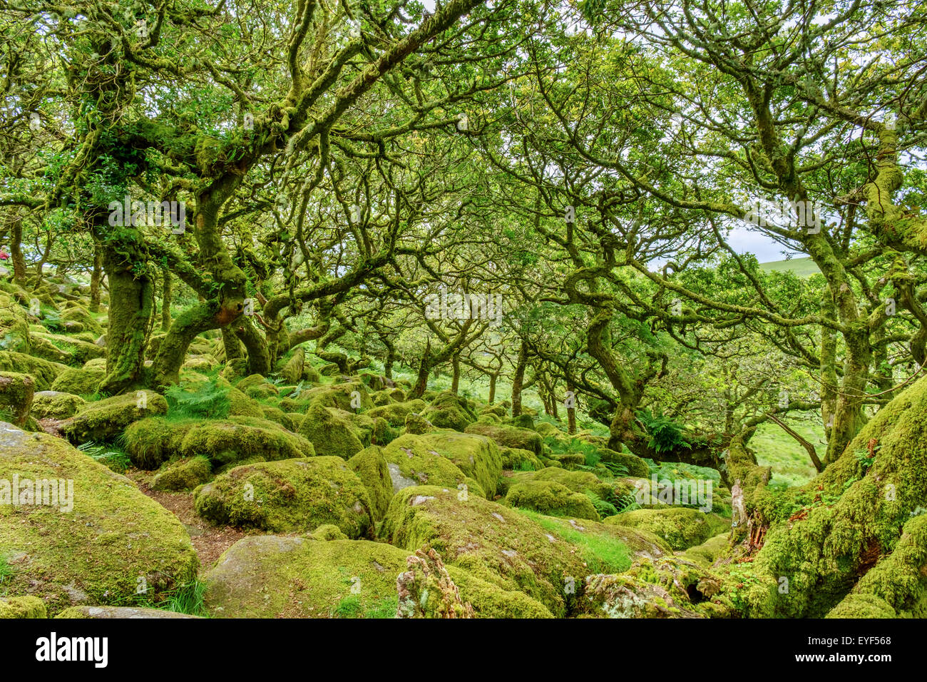 Wistman's Wood, a high-altitude oakwood (Quercus robur), near Two ...