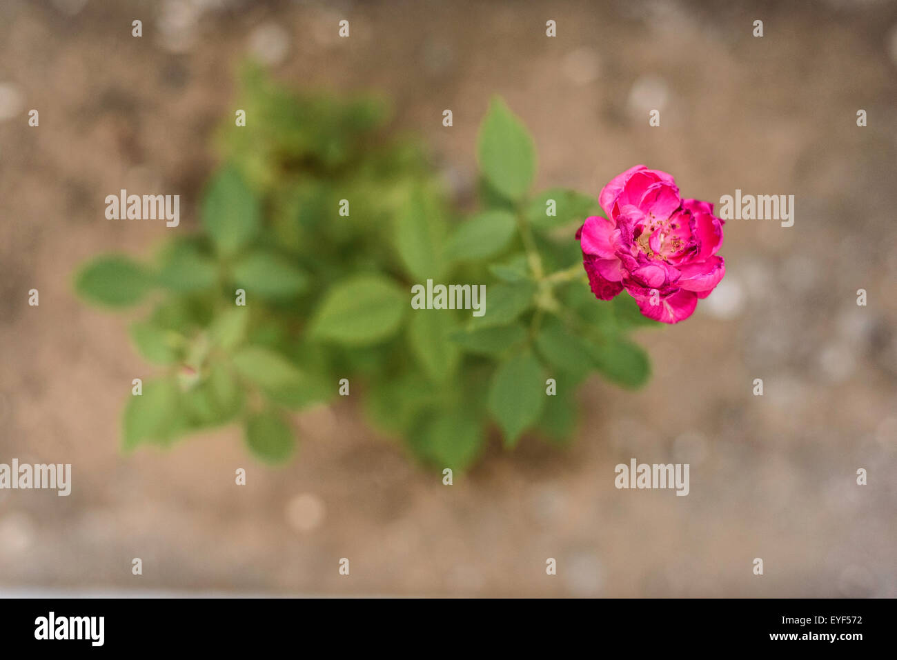 Top view of Rose Stock Photo - Alamy