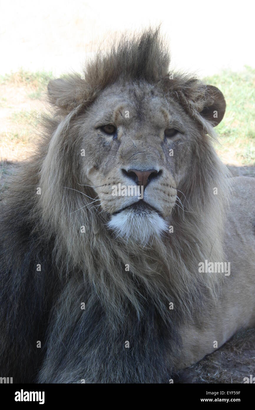 Lion headshot hi-res stock photography and images - Alamy