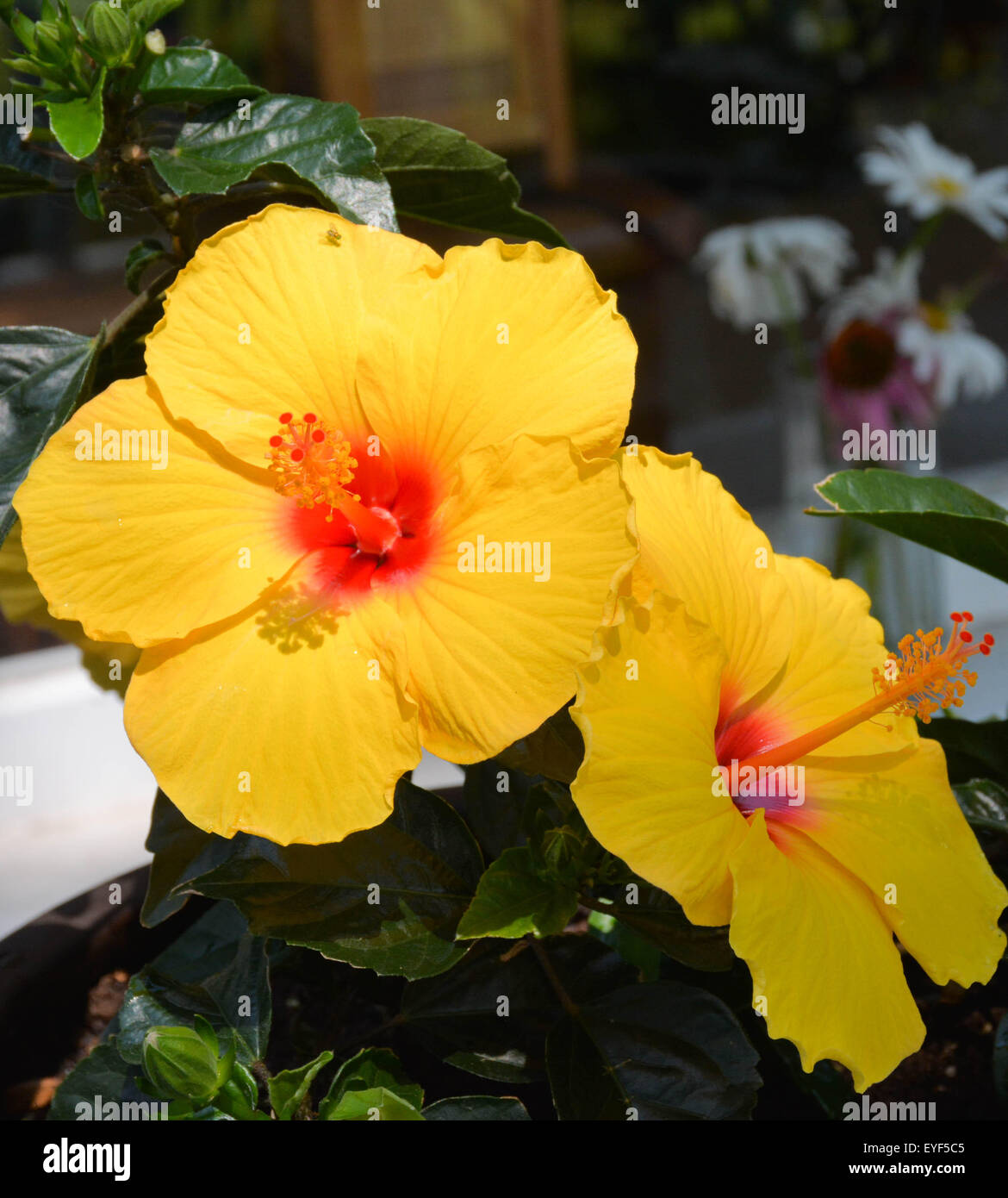 Two hibiscus hi-res stock photography and images - Alamy