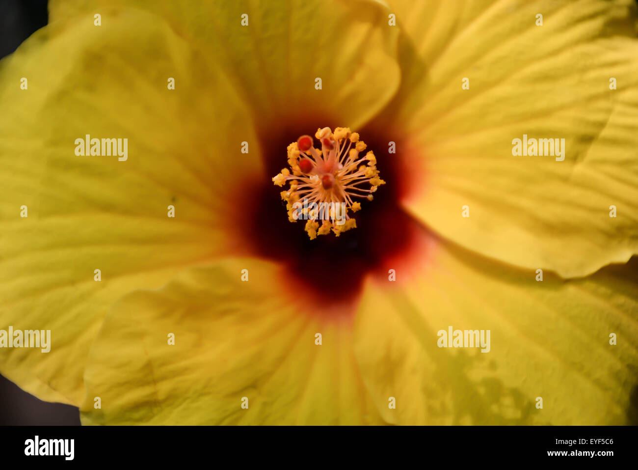 Hibiscus flower flowers hi-res stock photography and images - Alamy