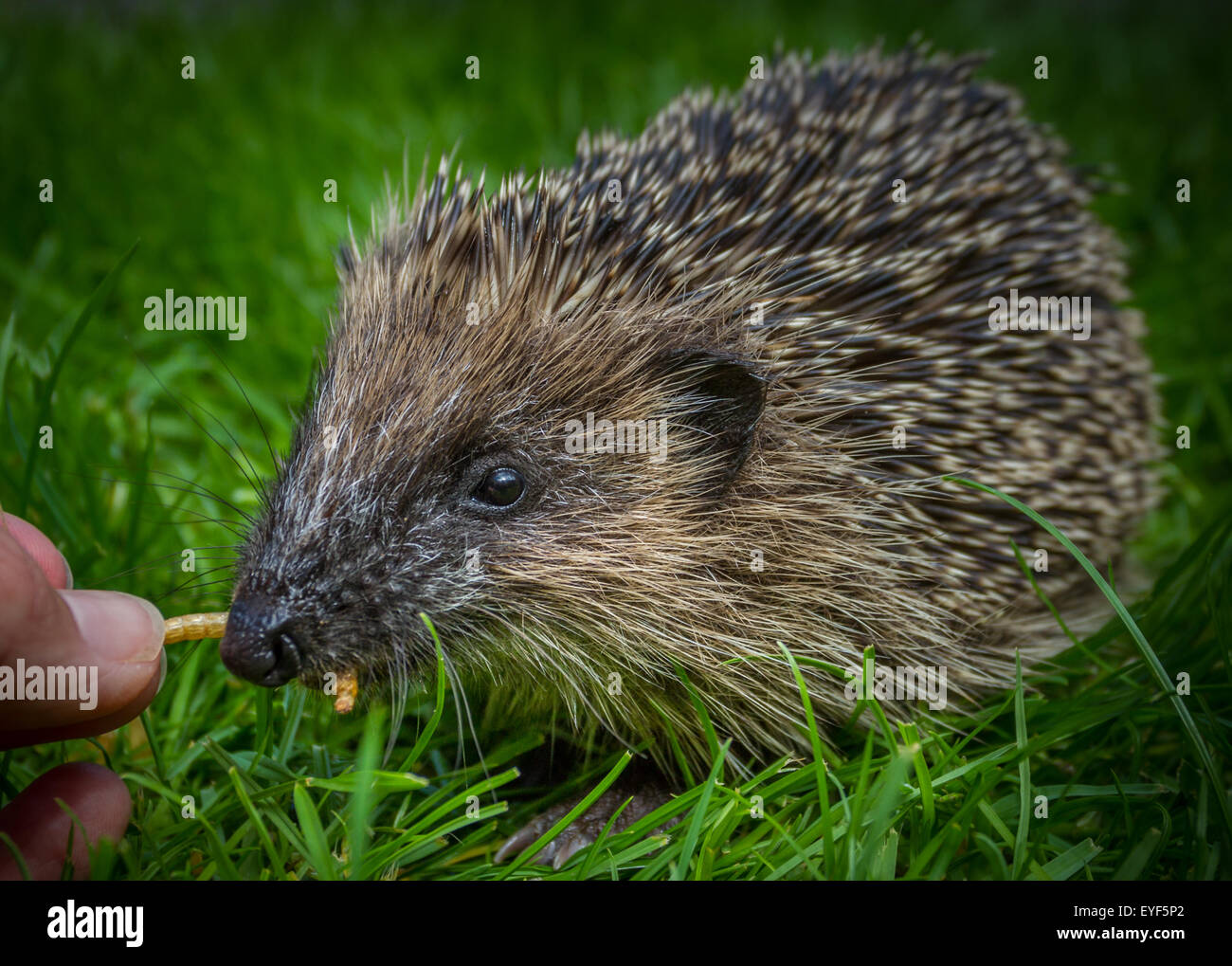 Hedgehog eating insects hi-res stock photography and images - Alamy