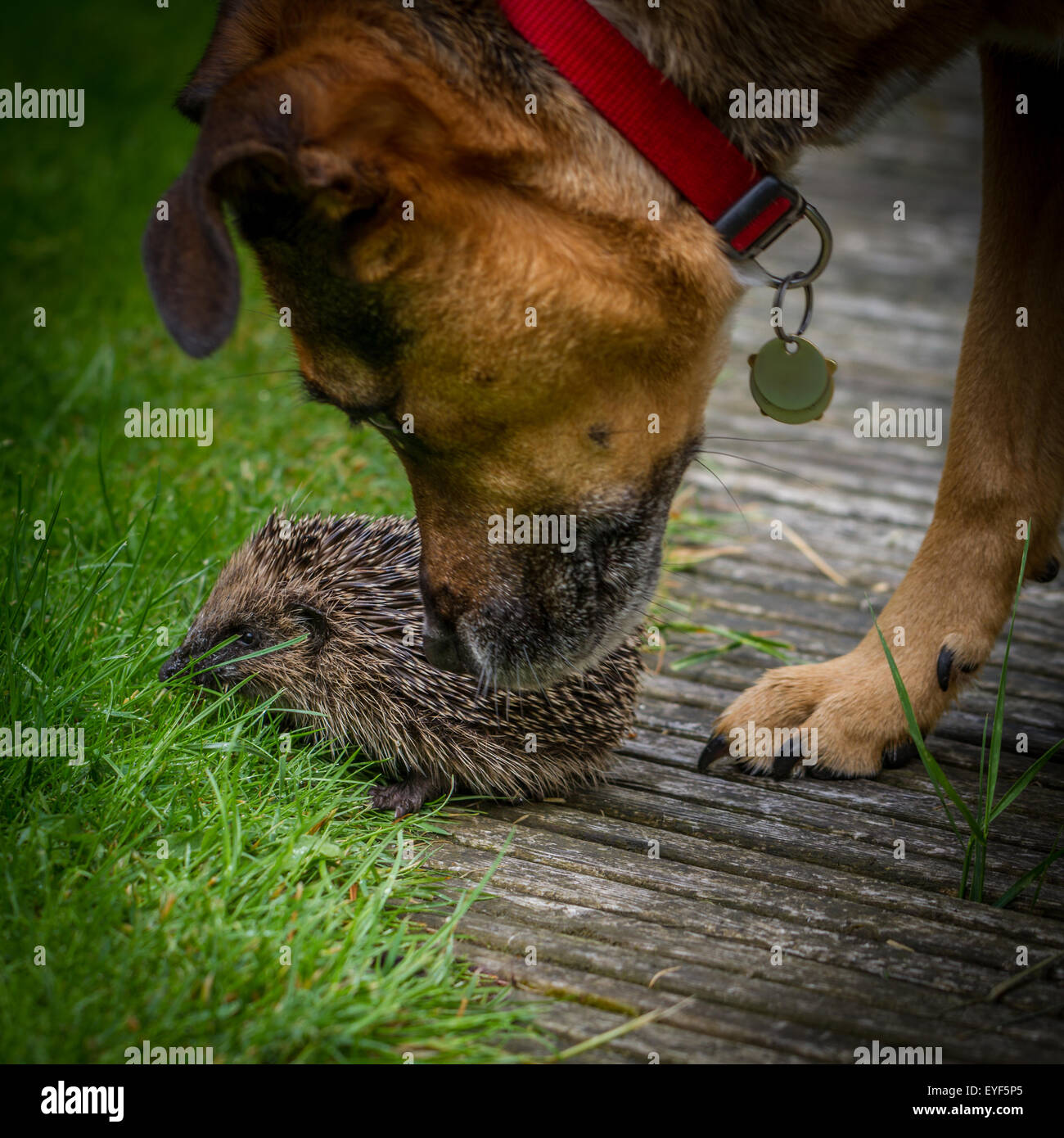 Dog meets hedgehog (Erinaceus europaeus) and reacts gently, UK Stock ...