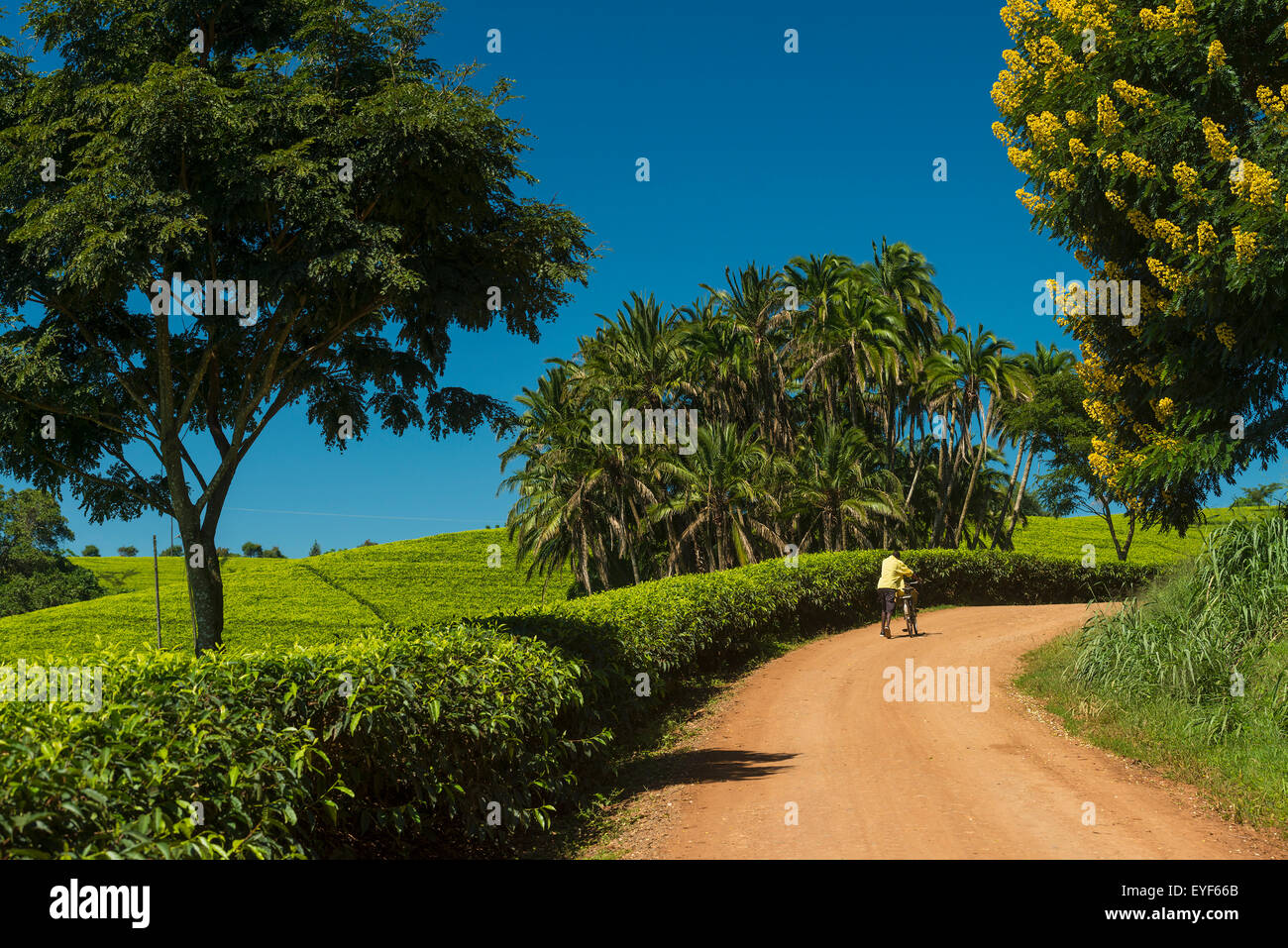 Man pushing bicycle up track past fields of tea bushes and a Winter ...