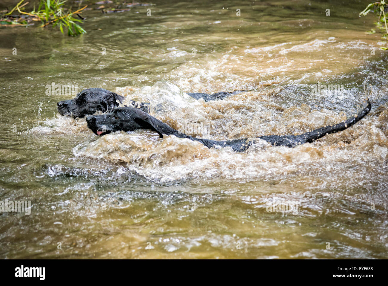 Cambridge uk river swim hi-res stock photography and images - Alamy
