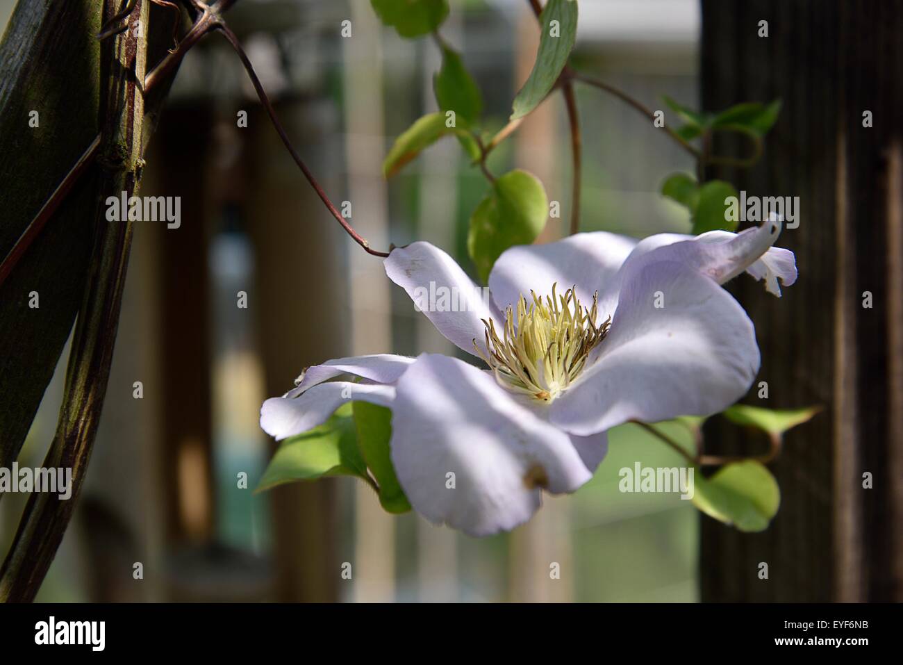Clematis in all their glory, Nellie Moser,Jackmanii, and Louise Rowe ...