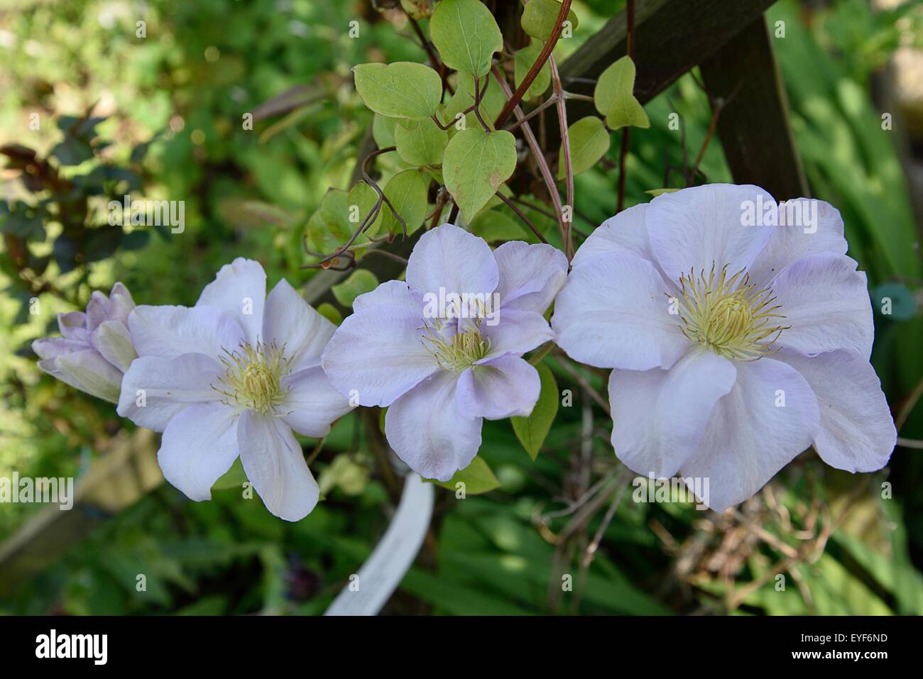 Clematis in all their glory, Nellie Moser,Jackmanii, and Louise Rowe ...