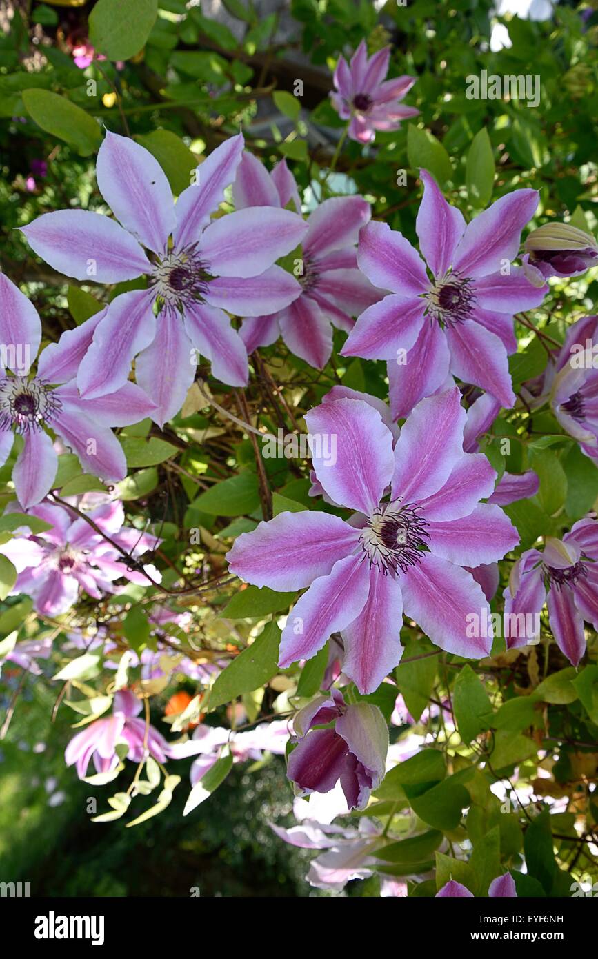 Clematis in all their glory, Nellie Moser,Jackmanii, and Louise Rowe ...