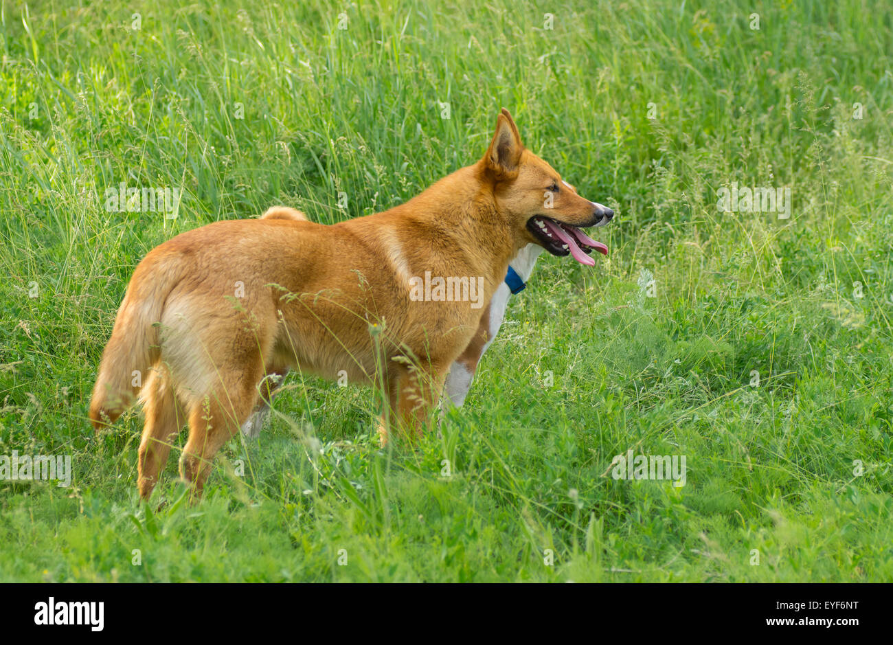 Four legged dog hi-res stock photography and images - Alamy