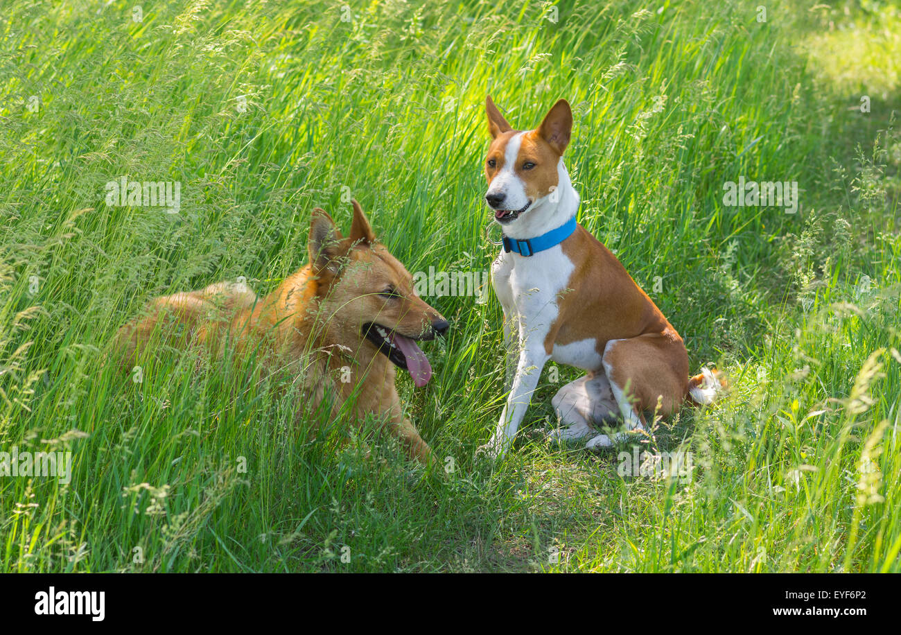 Basenji cross hi-res stock photography and images - Alamy